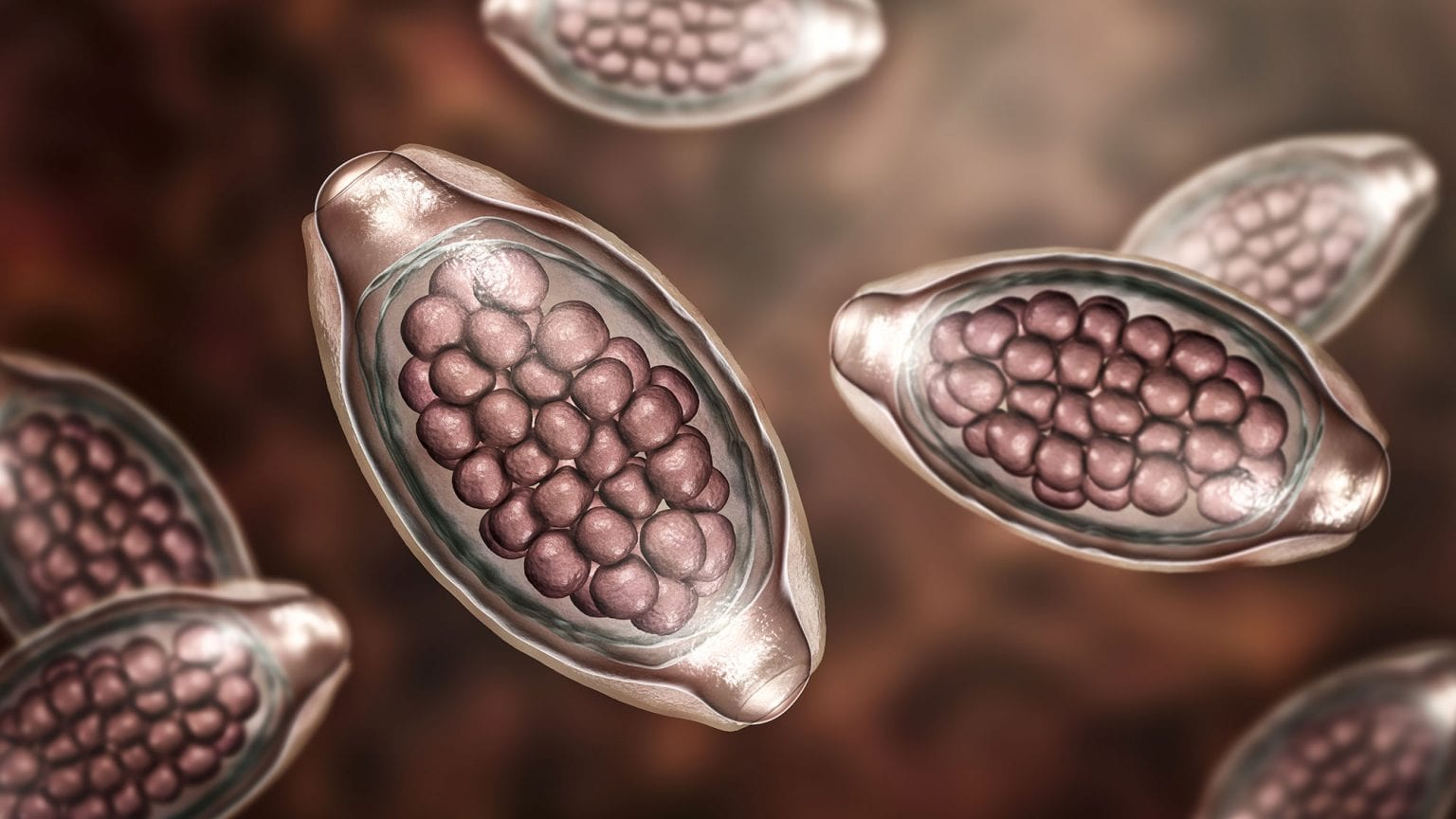 Education for Parasitic Diseases | Parasites Without Borders