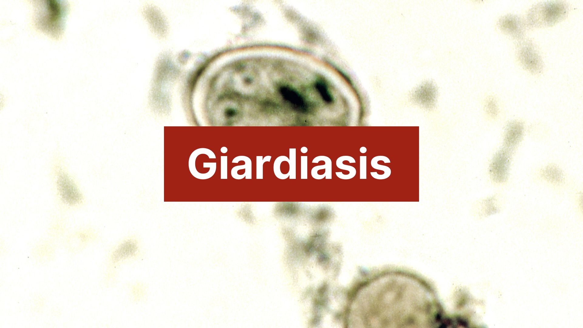 Courses | Parasites without Borders
