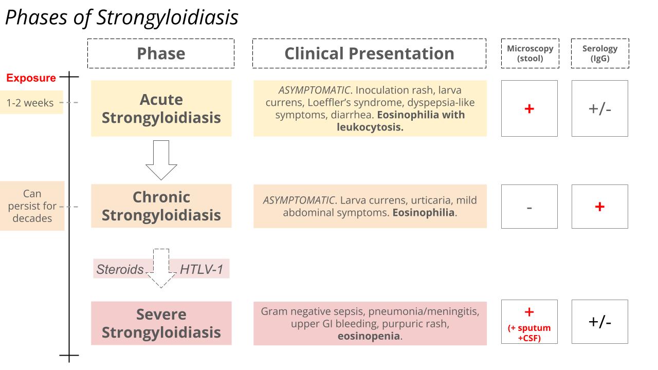 Strongyloidiasis | Parasites without Borders