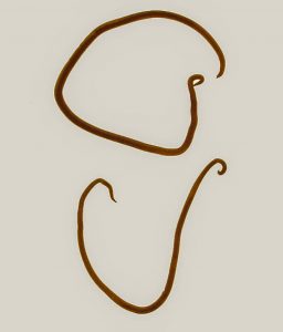 Intestinal Nematodes | Parasites without Borders