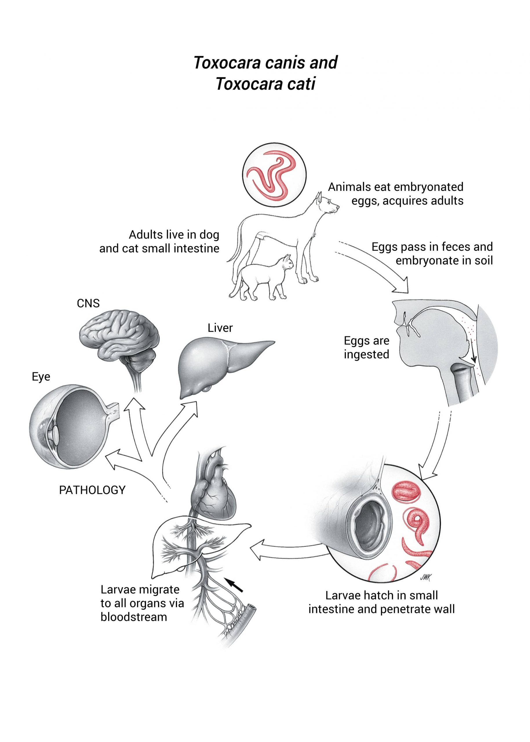 Zoonotic Nematodes | Parasites without Borders