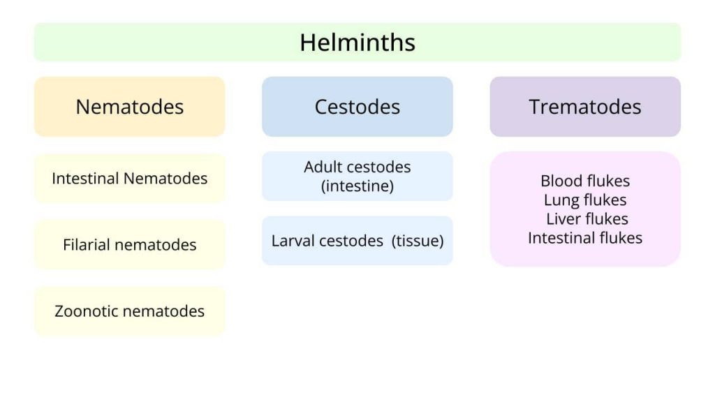 Cestodes 101 | Parasites without Borders