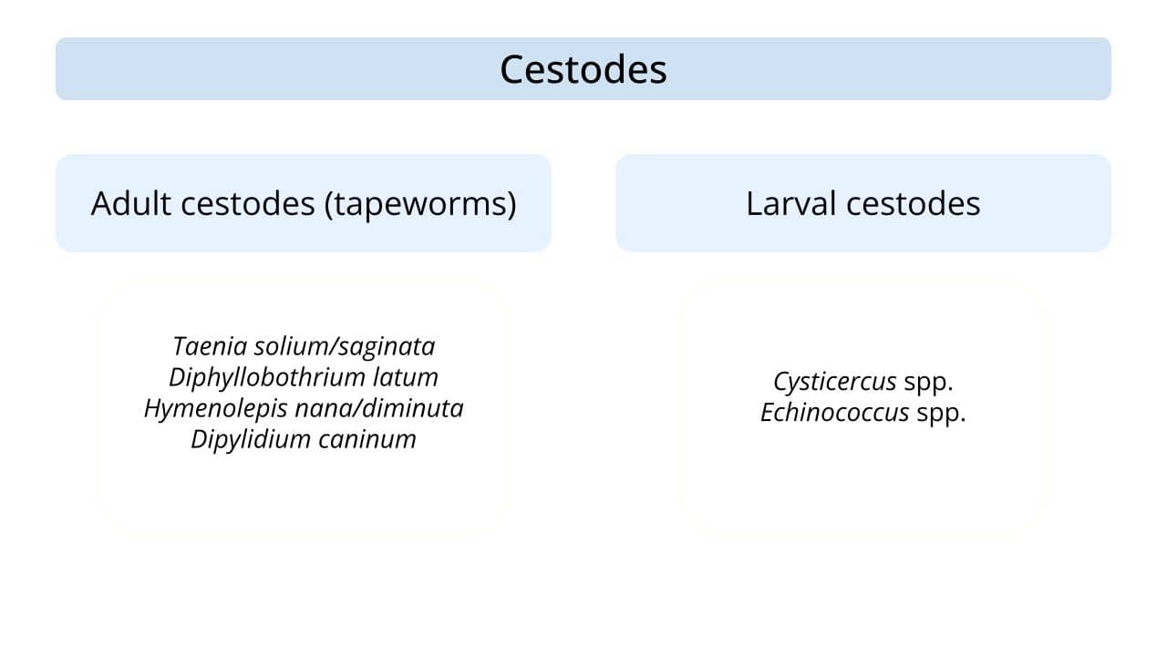 Cestodes 101 | Parasites without Borders