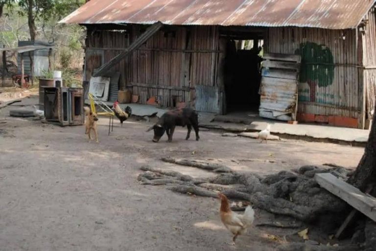 Zoonotic Nematodes | Parasites without Borders