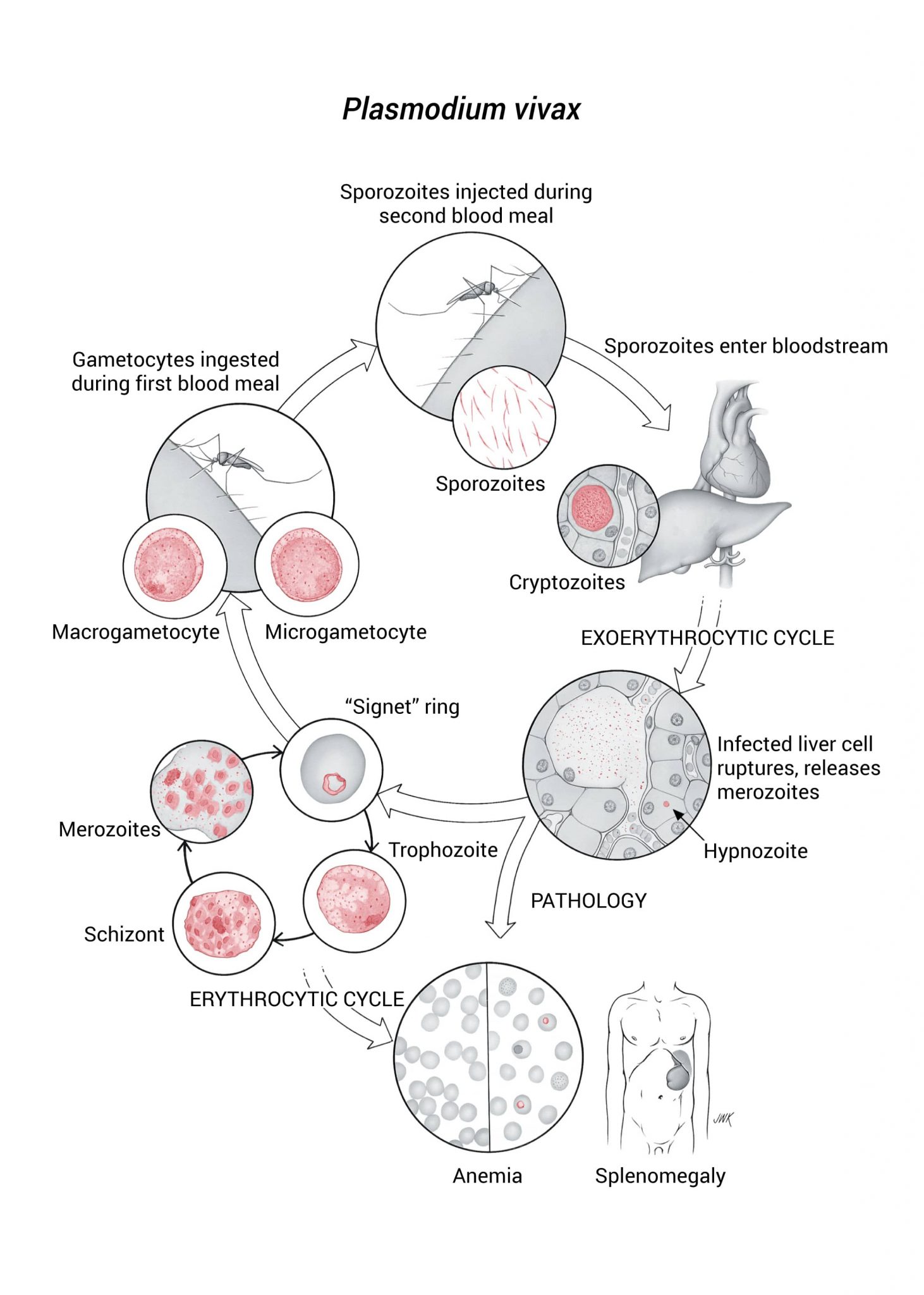 Malaria I | Parasites without Borders