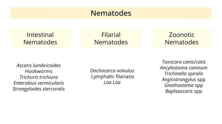 Nematodes 101 | Parasites without Borders