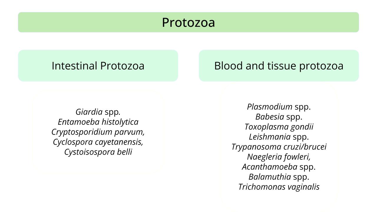 Intestinal Protozoa 101 | Parasites without Borders