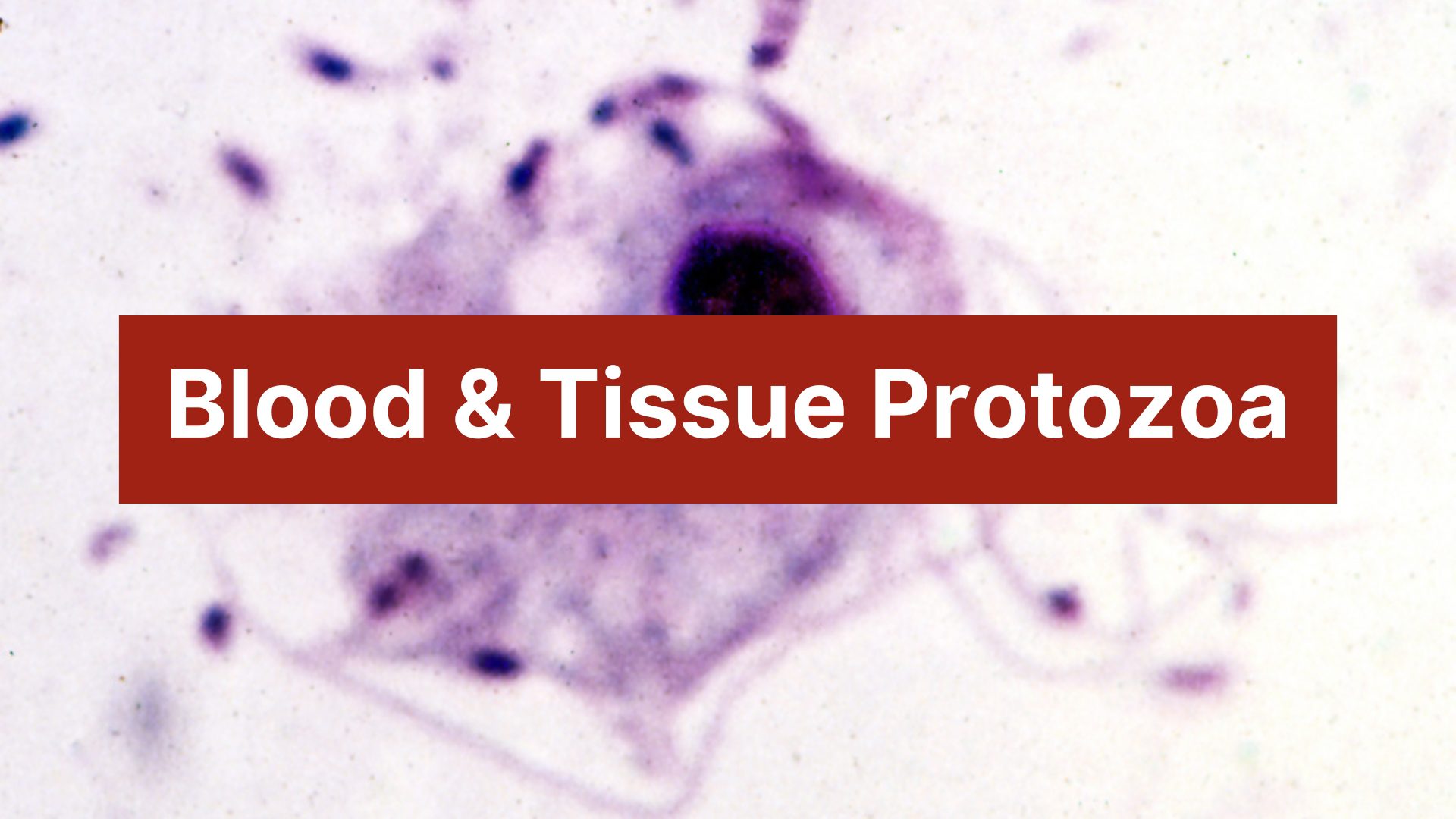 All Courses | Parasites without Borders