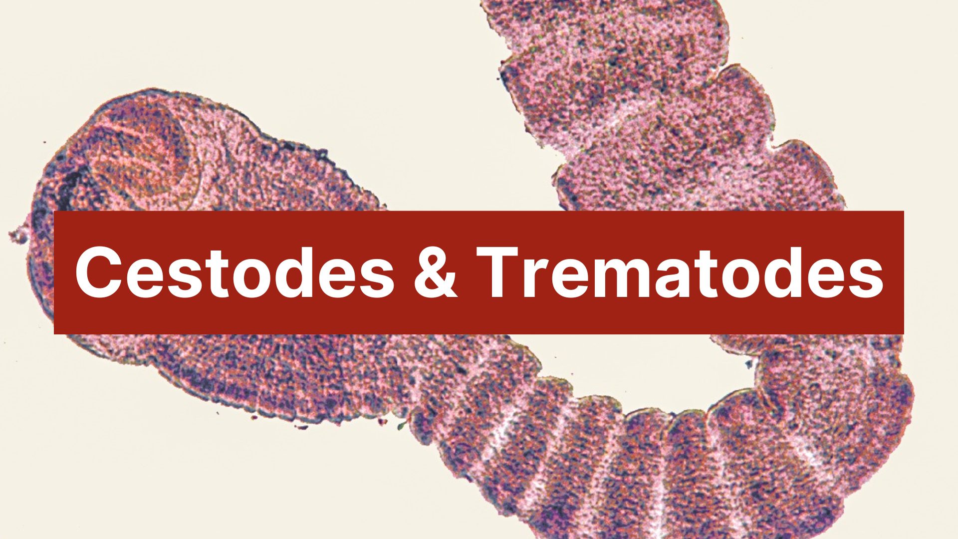 All Courses | Parasites without Borders