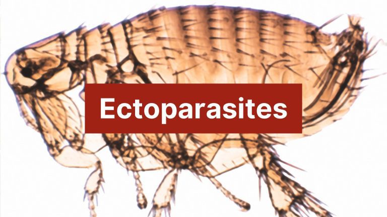 All Courses | Parasites without Borders