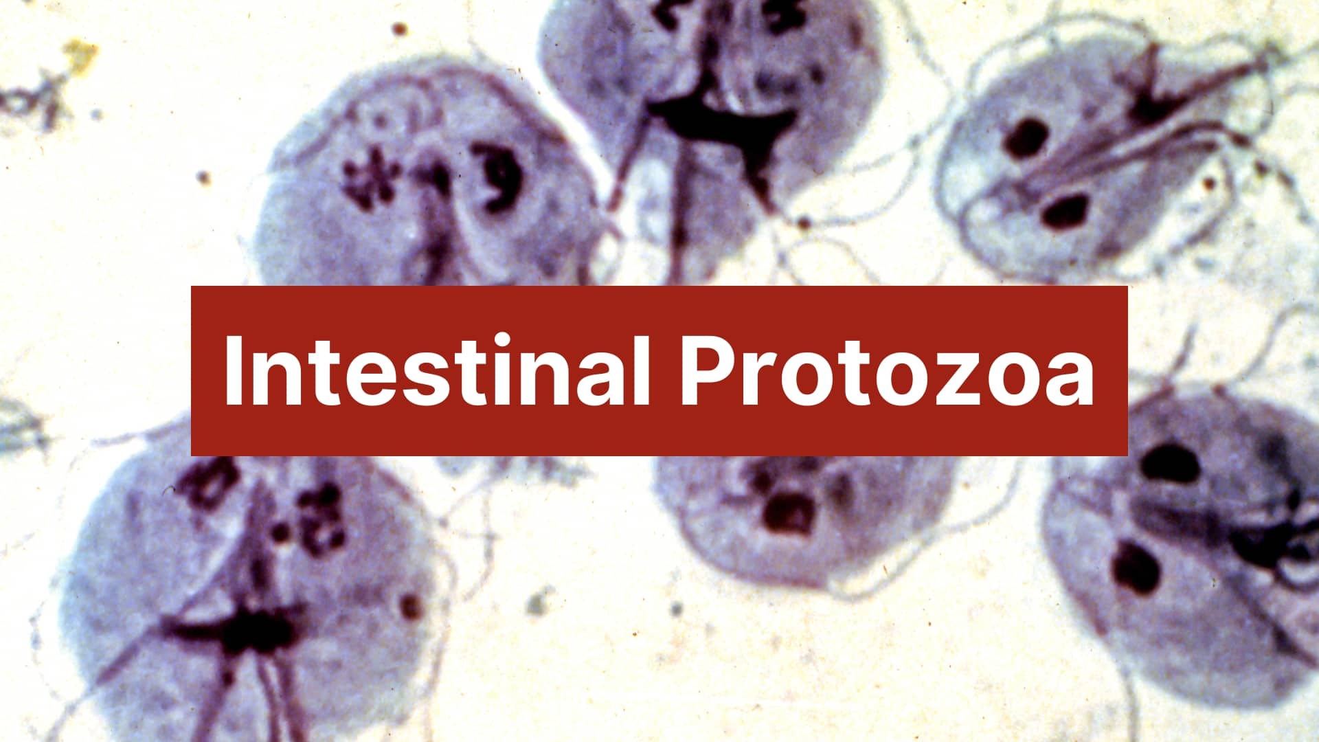 All Courses | Parasites without Borders