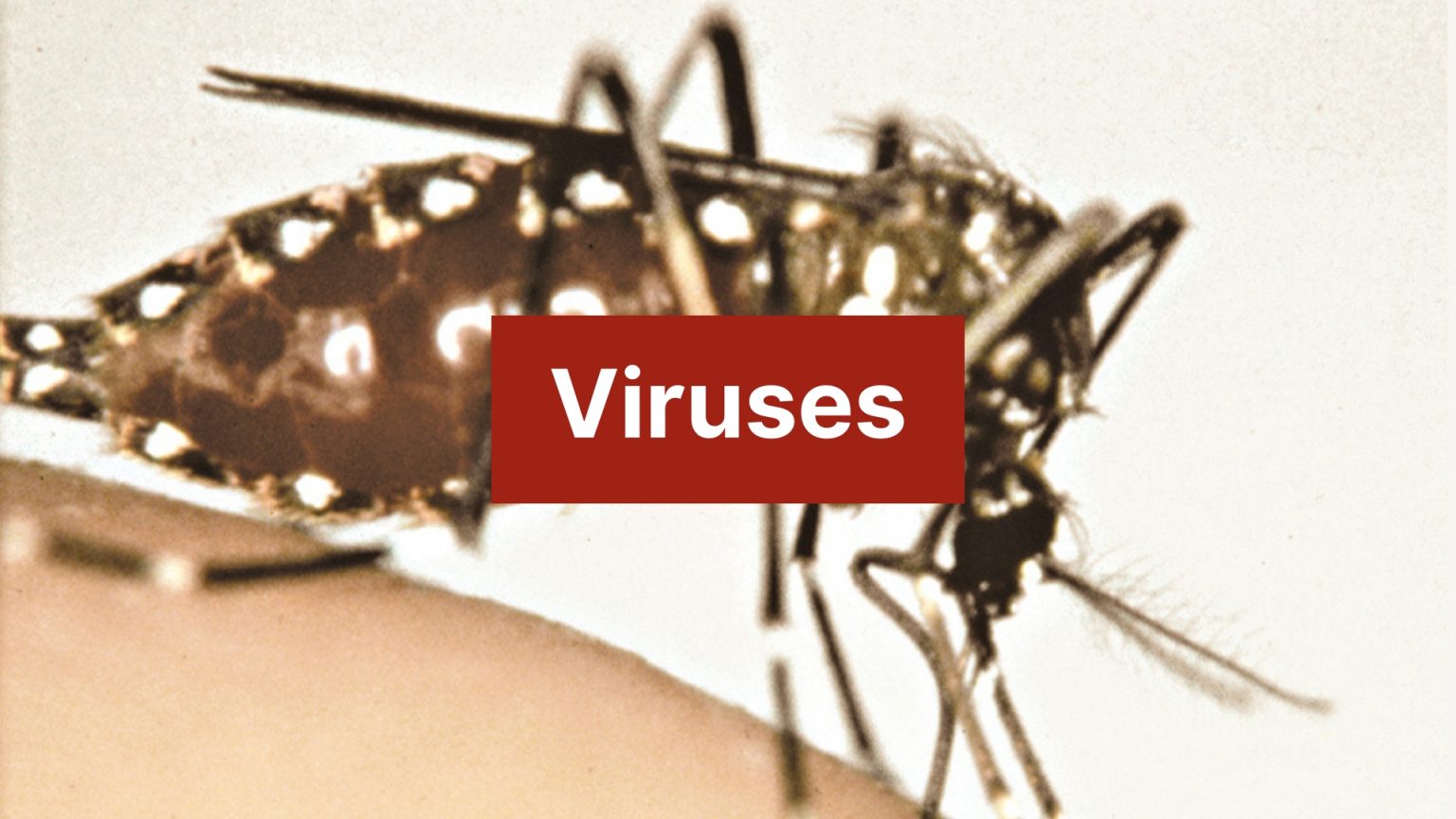 All Courses | Parasites without Borders