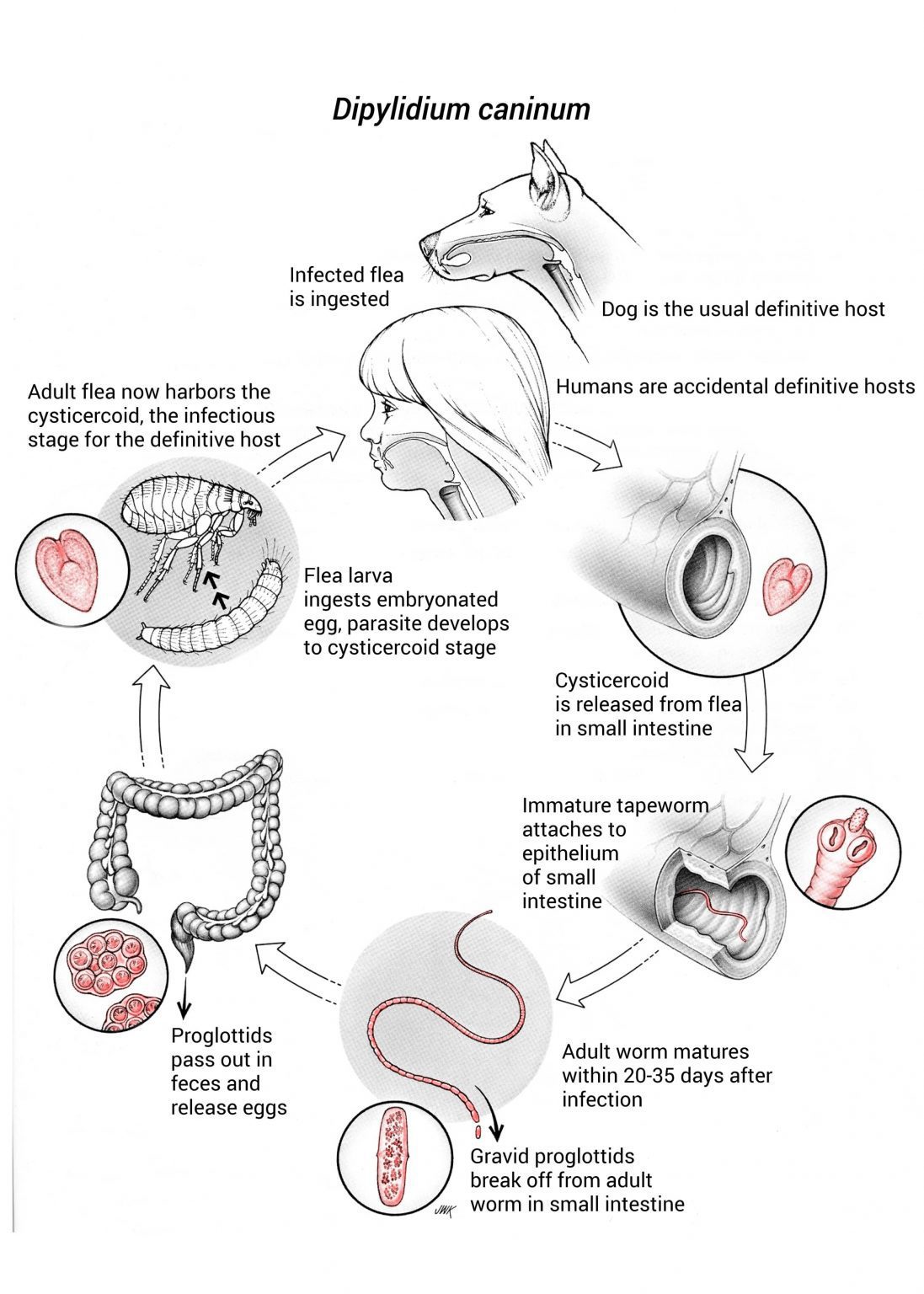 Adult cestodes (intestinal tapeworms) | Parasites without Borders