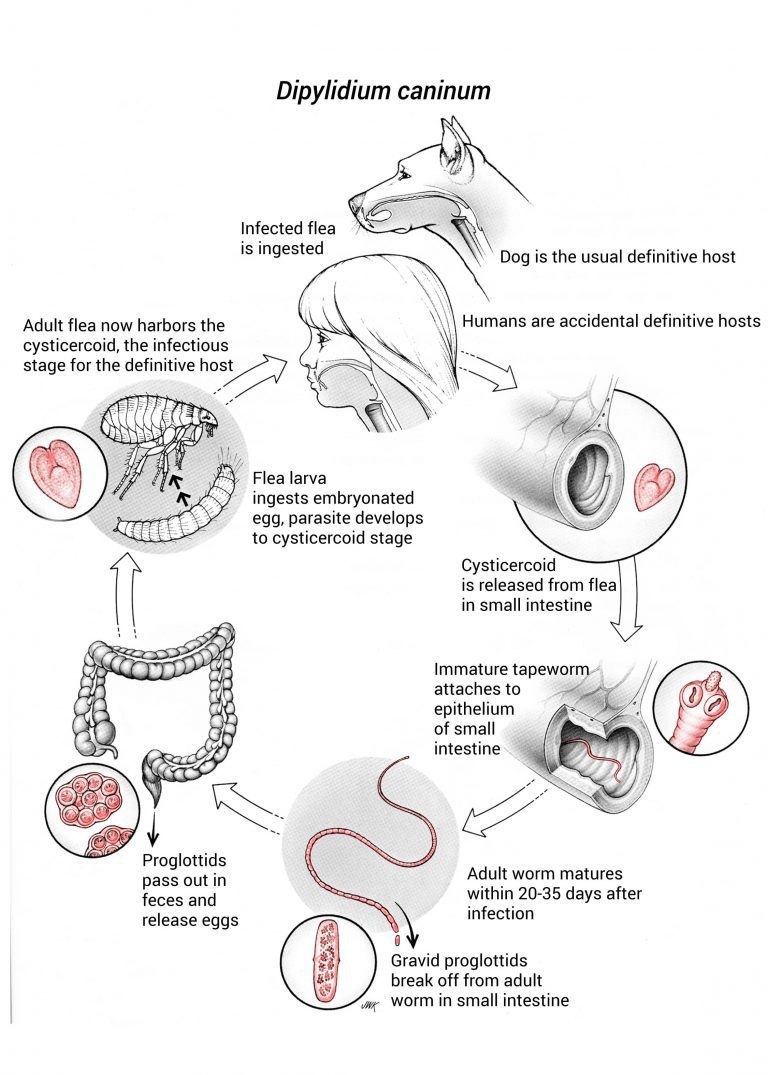 Adult cestodes (intestinal tapeworms) | Parasites without Borders
