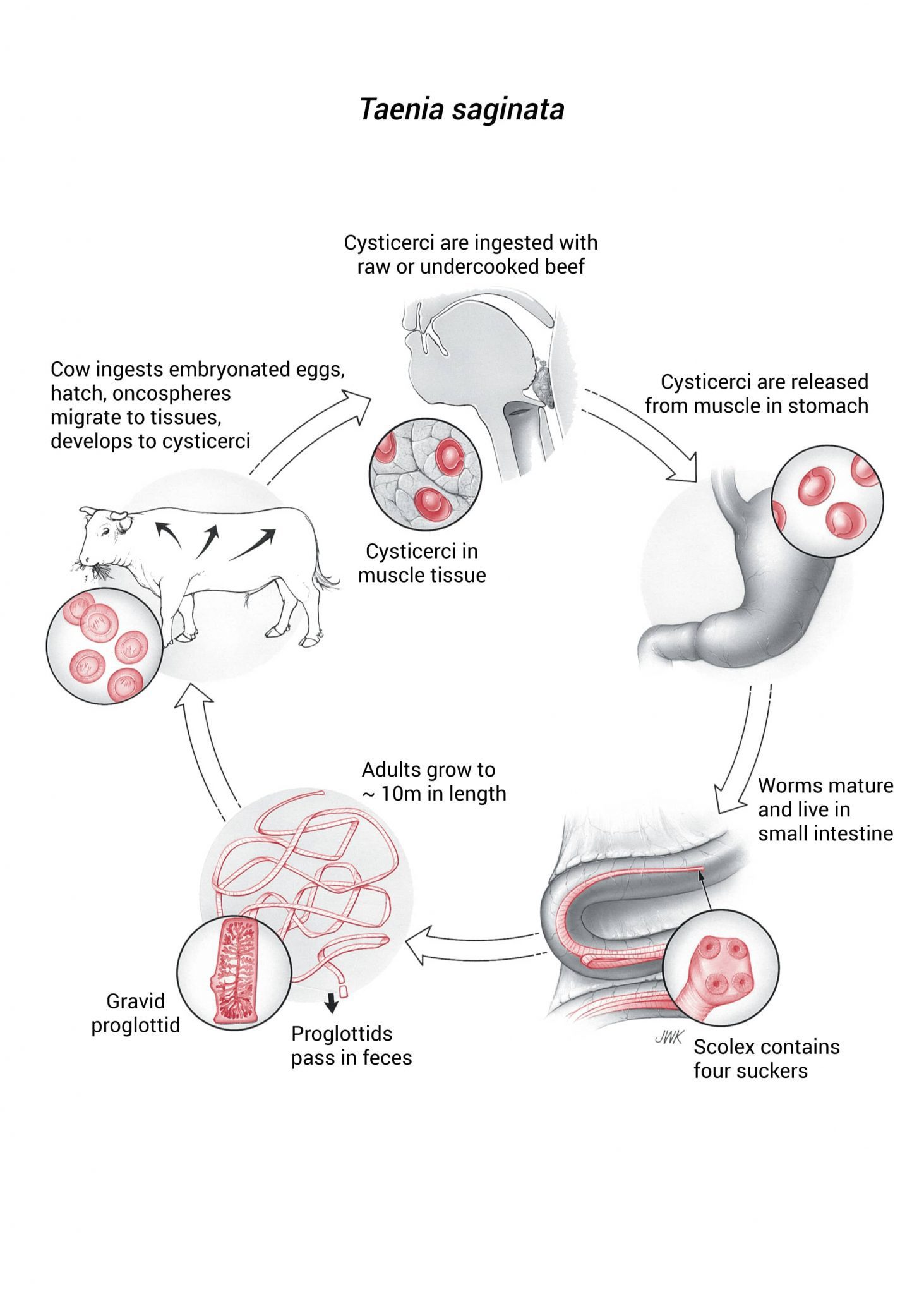Adult cestodes (intestinal tapeworms) | Parasites without Borders