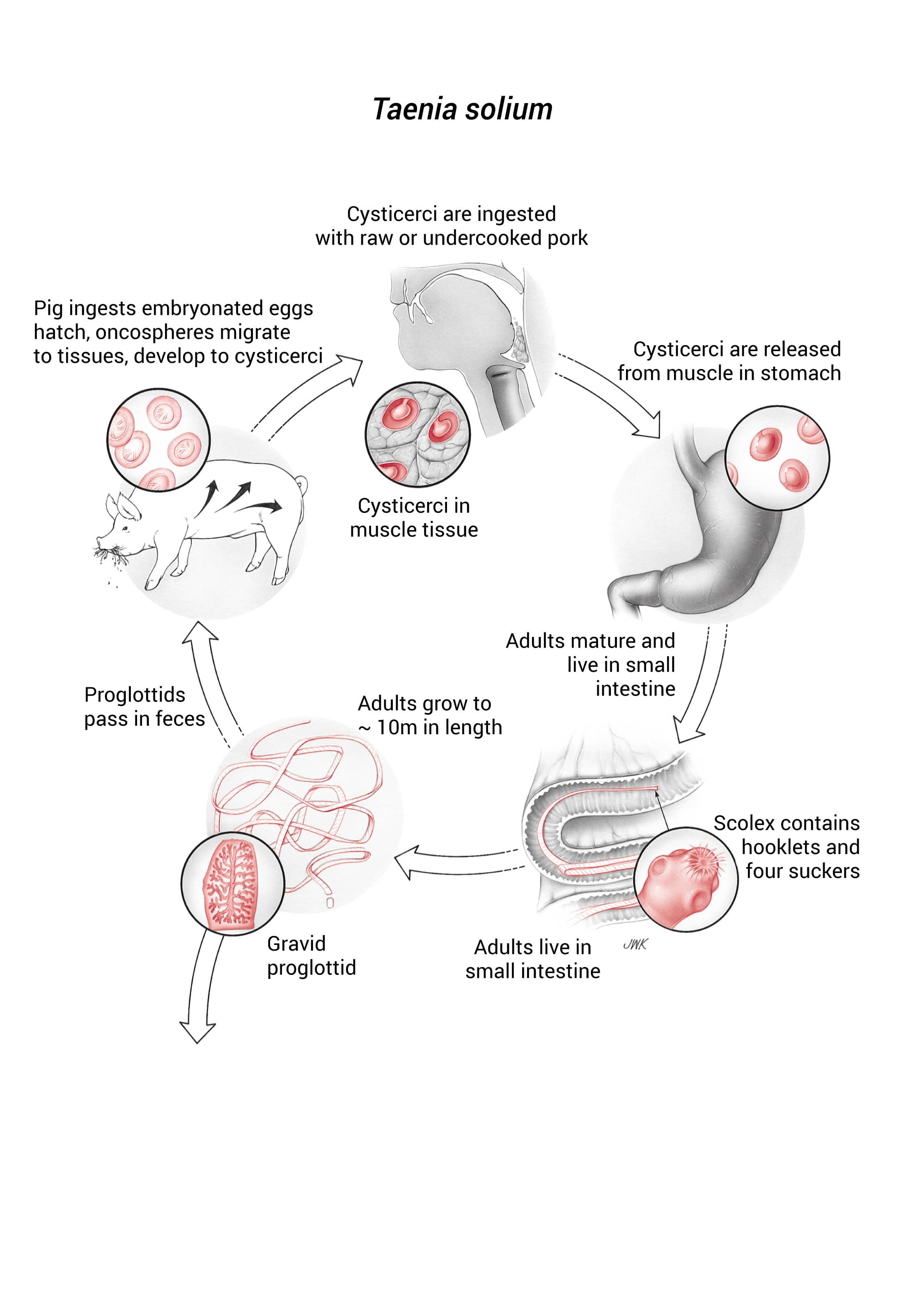 Adult cestodes (intestinal tapeworms) | Parasites without Borders