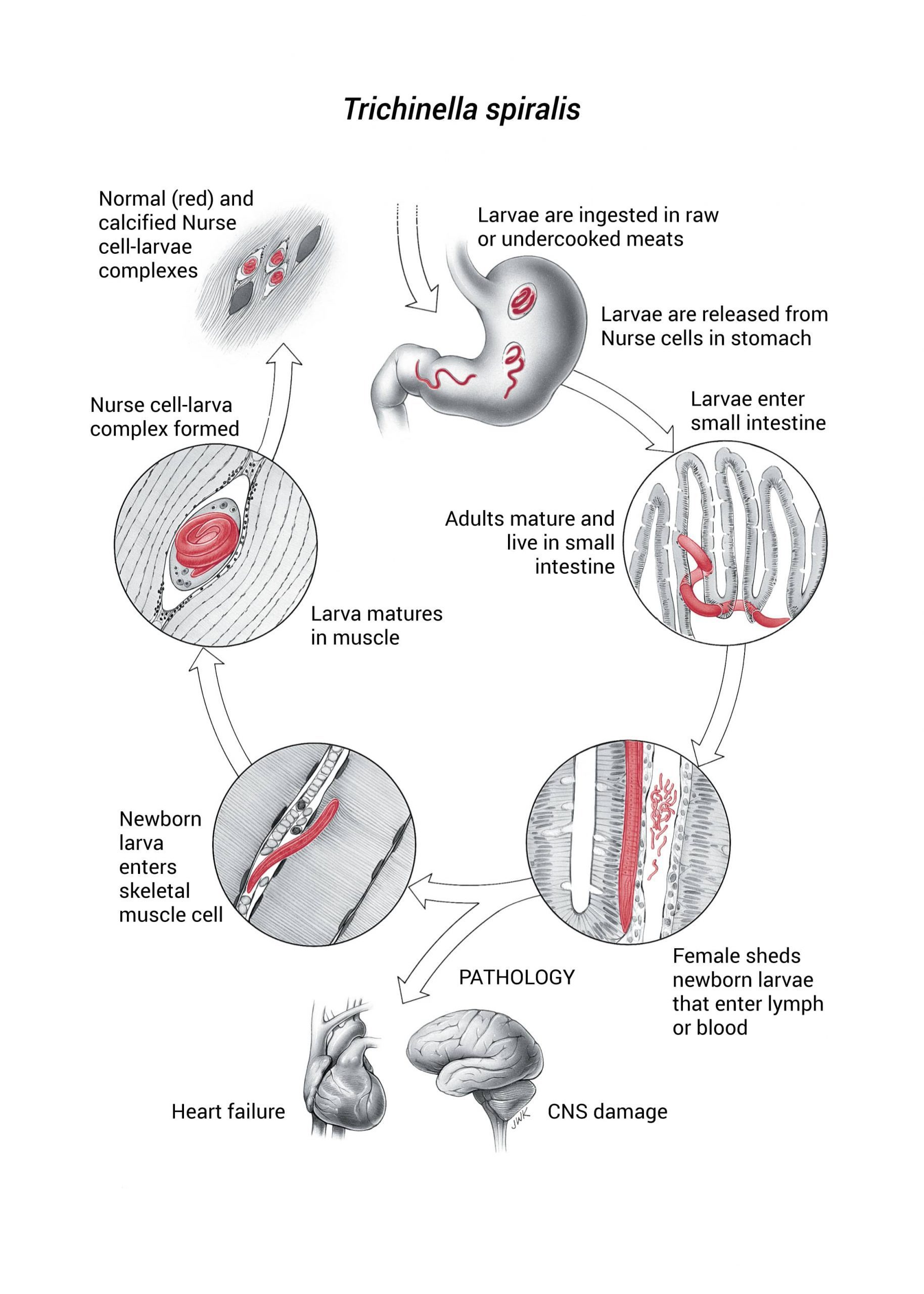 Zoonotic Nematodes II | Parasites without Borders